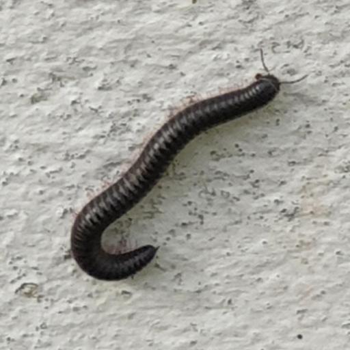 Portuguese Millipede (Ommatoiulus Moreleti) Insect Identification Guide ...