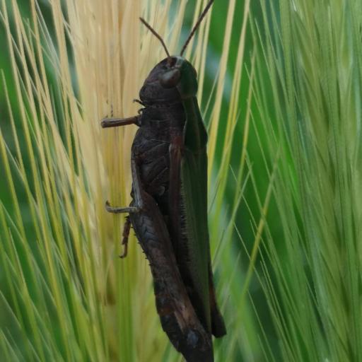Woodland Grasshopper (Omocestus Rufipes) Insect Identification Guide ...