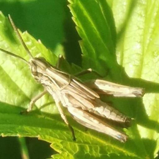 Common Green Grasshopper (Omocestus Viridulus) Insect Identification ...