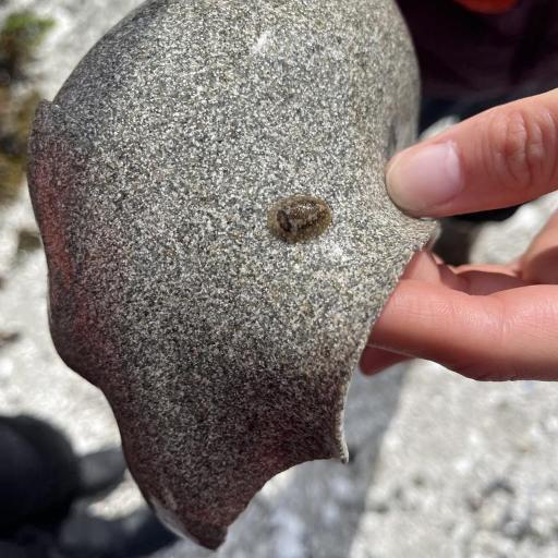 Barnacle-Eating Dorid (Onchidoris Bilamellata) Insect Identification ...