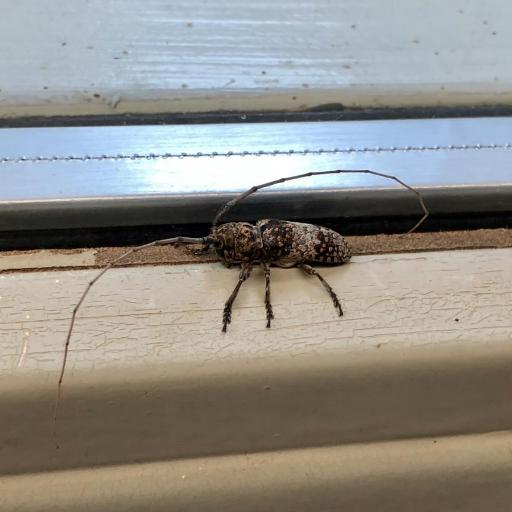 Twig Girdling Beetles (Oncideres) Insect Identification Guide, Habitat ...