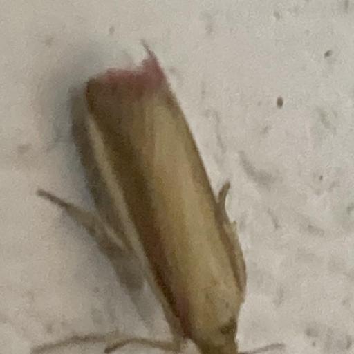 Yellow Cellar Slug (Limacus Flavus) Insect Identification Guide ...