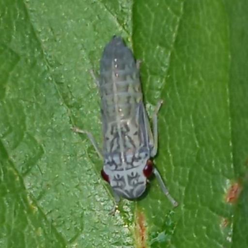 Broad-headed Sharpshooter (Oncometopia Orbona) Insect Identification ...