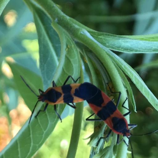 Large Milkweed Bug (Oncopeltus Fasciatus) Insect Identification Guide ...