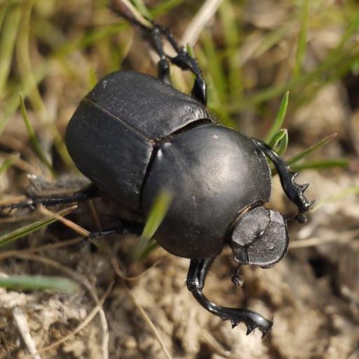 Onitis Insect Identification Guide, Habitat & Facts