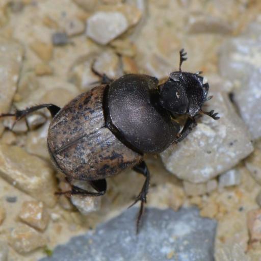 Six-spotted Fishing Spider (Dolomedes Triton) Insect Identification ...