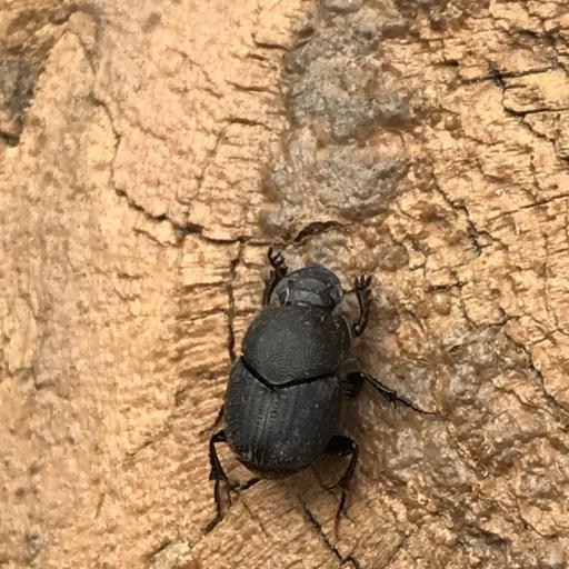 Killer Shrimp (Dikerogammarus Villosus) Insect Identification Guide ...