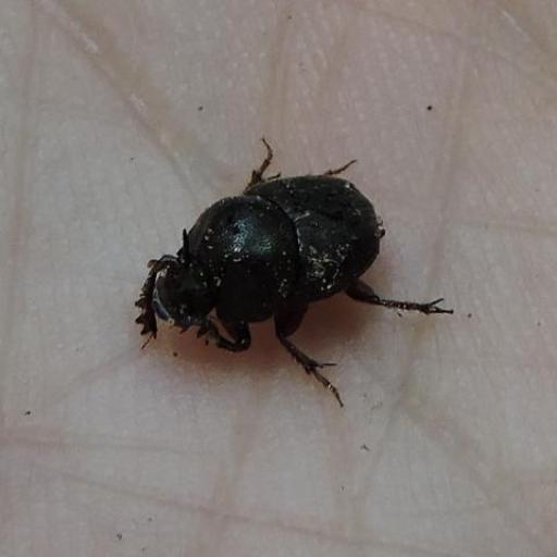 Bull-Headed Dung Beetle (Onthophagus Taurus) Insect Identification ...