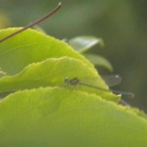 Marsh Dancer (Onychargia Atrocyana) Insect Identification Guide ...