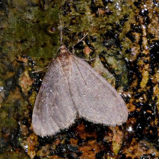 Winter Moth (Operophtera Brumata) Insect Identification Guide, Habitat ...