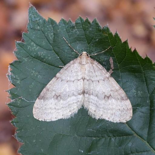 Northern Winter Moth (Operophtera Fagata) Insect Identification Guide ...