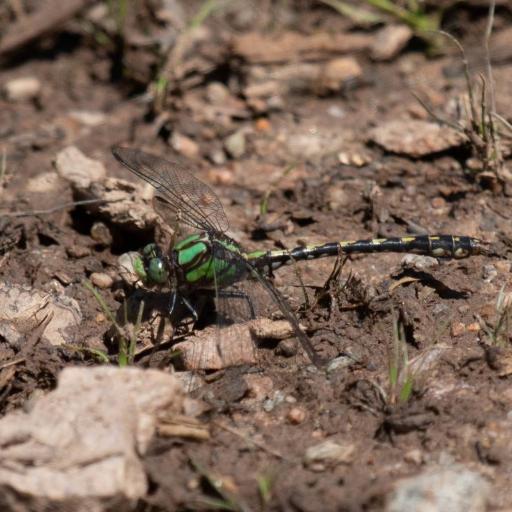 Riffle Snaketail (Ophiogomphus Carolus) Insect Identification Guide ...