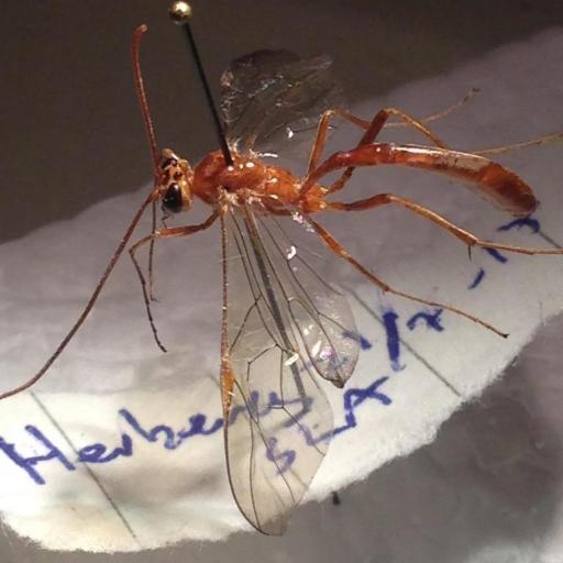 Ichneumon Wasp (Ophion Luteus) Insect Identification Guide, Habitat & Facts