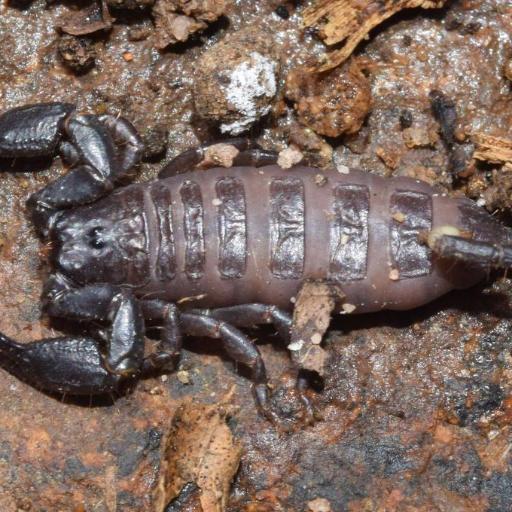 Docile Scorpions (Opisthacanthus) Insect Identification Guide, Habitat ...