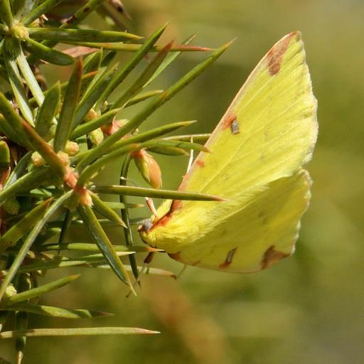Brimstone Moth (Opisthograptis Luteolata) Insect Identification Guide ...