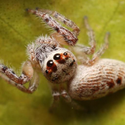 Cyclops Jumping Spider (Opisthoncus Polyphemus) Insect Identification ...