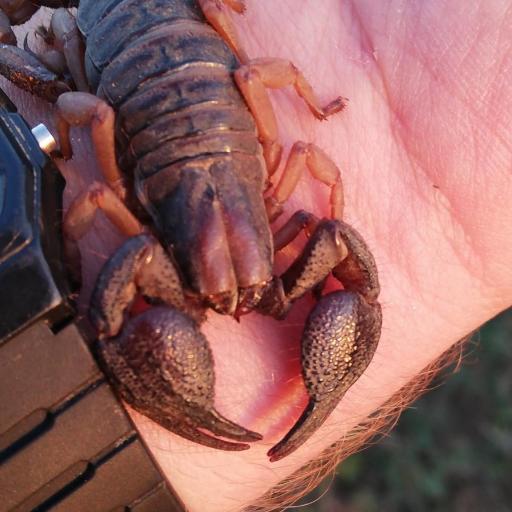 Southern African Burrowing Scorpions (Opistophthalmus) Insect ...