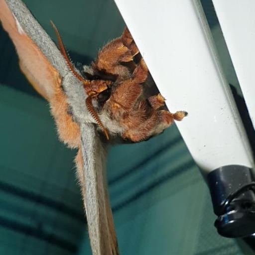 Emperor Gum Moth (Opodiphthera Eucalypti) Insect Identification Guide ...