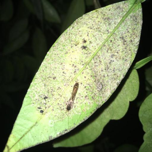 Southern Two-striped Walkingstick (Anisomorpha Buprestoides) Insect ...