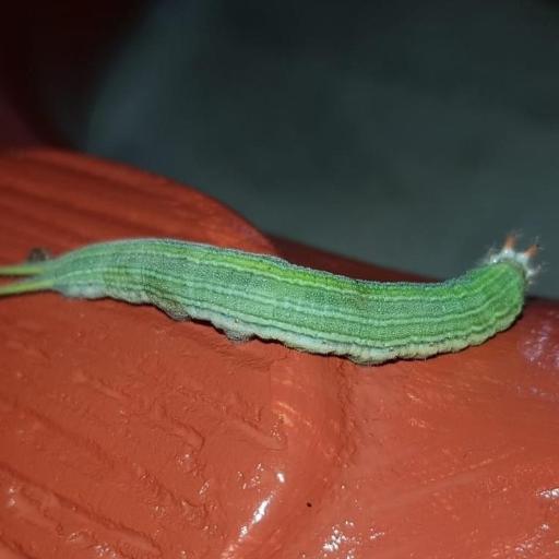 House Cricket (Acheta Domesticus) Insect Identification Guide, Habitat ...