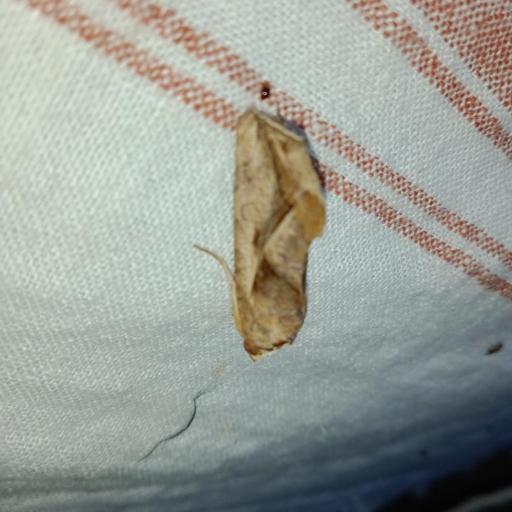 Oraesia Insect Identification Guide, Habitat & Facts