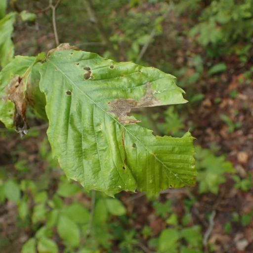 Beech Leaf-mining Weevil (Orchestes Fagi) Insect Identification Guide ...