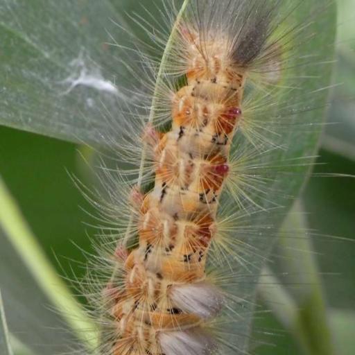 Yellow-shouldered Slug Moth (Lithacodes Fasciola) Insect Identification ...