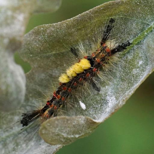 Rusty Tussock Moth (Orgyia Antiqua) Insect Identification Guide ...