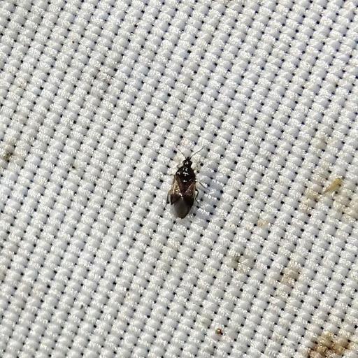 Orius Insect Identification Guide, Habitat & Facts