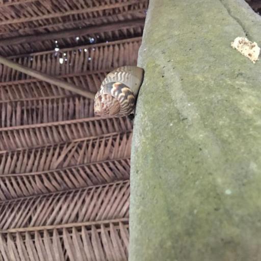 Household Casebearer (Phereoeca Uterella) Insect Identification Guide ...