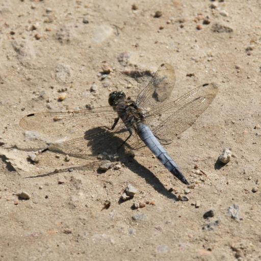Black-Tailed Skimmer (Orthetrum Cancellatum) Insect Identification ...