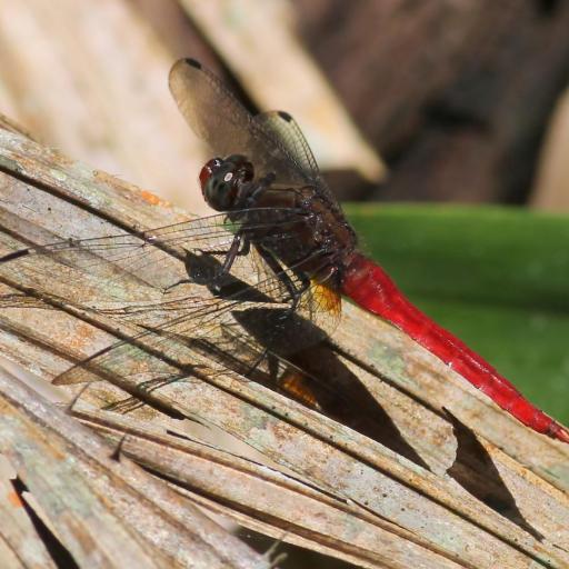 Brown-backed Red Marsh Hawk (Orthetrum Chrysis) Insect Identification ...