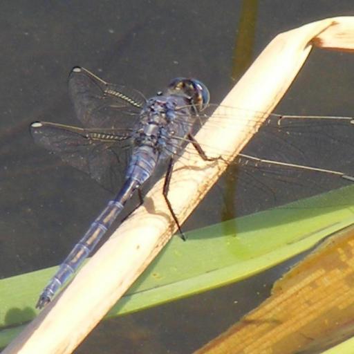 Long Skimmer (Orthetrum Trinacria) Insect Identification Guide, Habitat ...