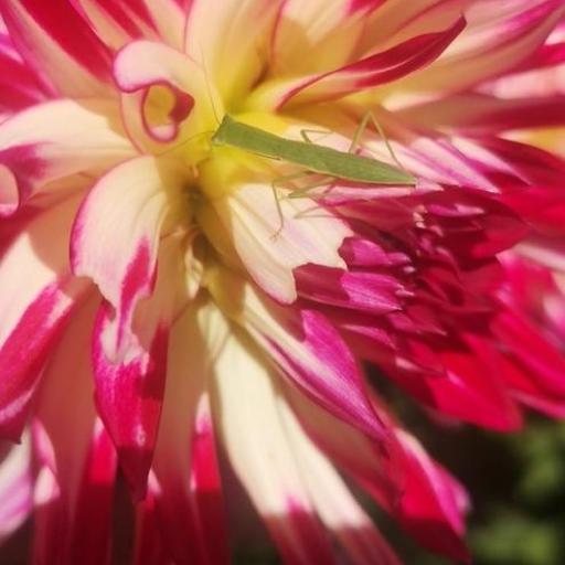 New Zealand Mantis (Orthodera Novaezealandiae) Insect Identification ...