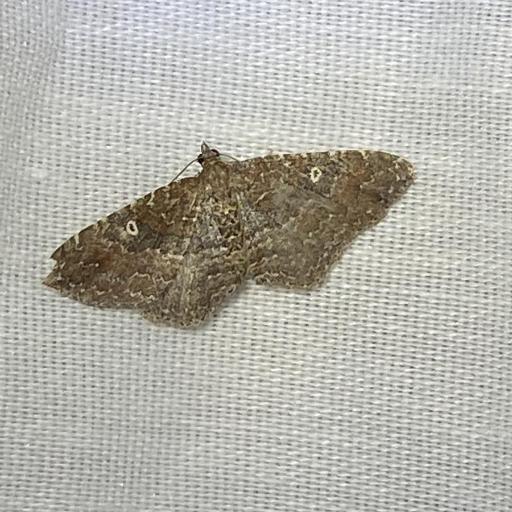 Gem Moth (Orthonama Obstipata) Insect Identification Guide, Habitat & Facts