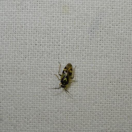 Orthops Basalis Insect Identification Guide, Habitat & Facts