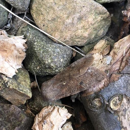 Clouded Drab (Orthosia Incerta) Insect Identification Guide, Habitat ...