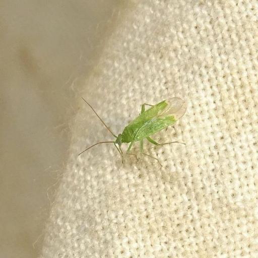 Orthotylus Insect Identification Guide, Habitat & Facts