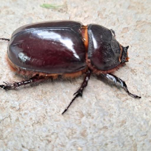 European Rhinoceros Beetle (Oryctes Nasicornis) Insect Identification ...