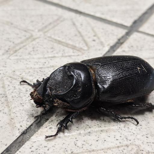 Coconut Rhinoceros Beetle (Oryctes Rhinoceros) Insect Identification ...