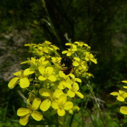 Red-Tailed Mason Bee (Osmia Bicolor) Insect Identification Guide ...