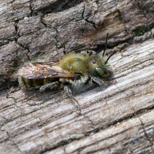 Blue Mason Bee (Osmia Caerulescens) Insect Identification Guide ...
