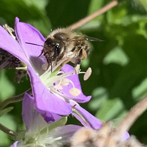 Horn-faced Mason Bee (Osmia Cornifrons) Insect Identification Guide ...