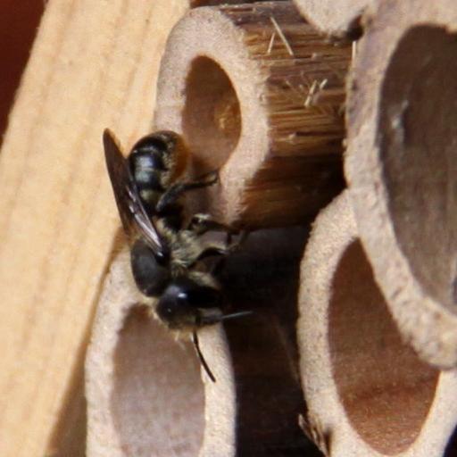 Orange-vented Mason Bee (Osmia Leaiana) Insect Identification Guide ...