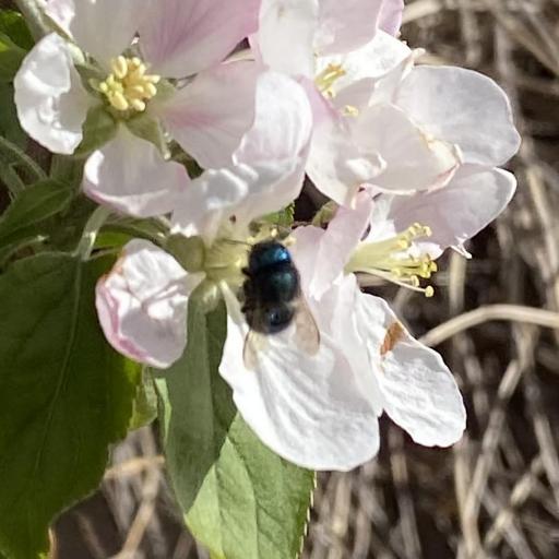 Currant Orchard Bee (Osmia Ribifloris) Insect Identification Guide ...