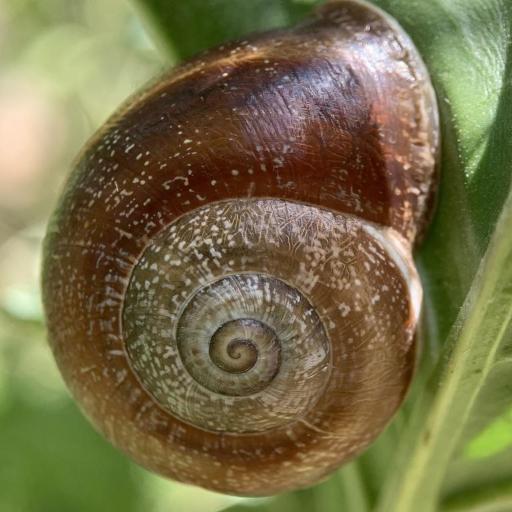 Spanish Snail (Otala Punctata) Insect Identification Guide, Habitat & Facts