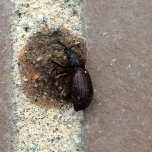 Cribrate Weevil (Otiorhynchus Cribricollis) Insect Identification Guide ...