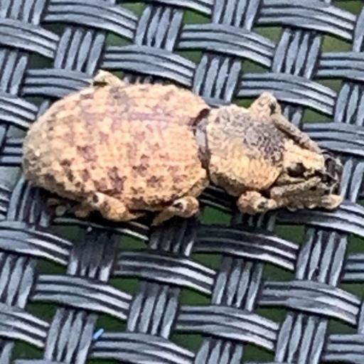 Clay-coloured Weevil (Otiorhynchus Singularis) Insect Identification ...
