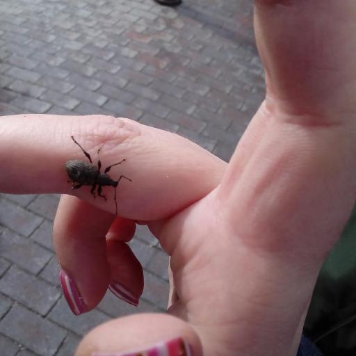 Black Vine Weevil (Otiorhynchus Sulcatus) Insect Identification Guide ...