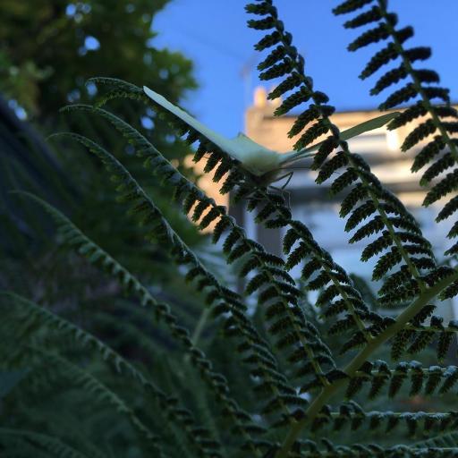 Swallow-tailed Moth (Ourapteryx Sambucaria) Insect Identification Guide ...